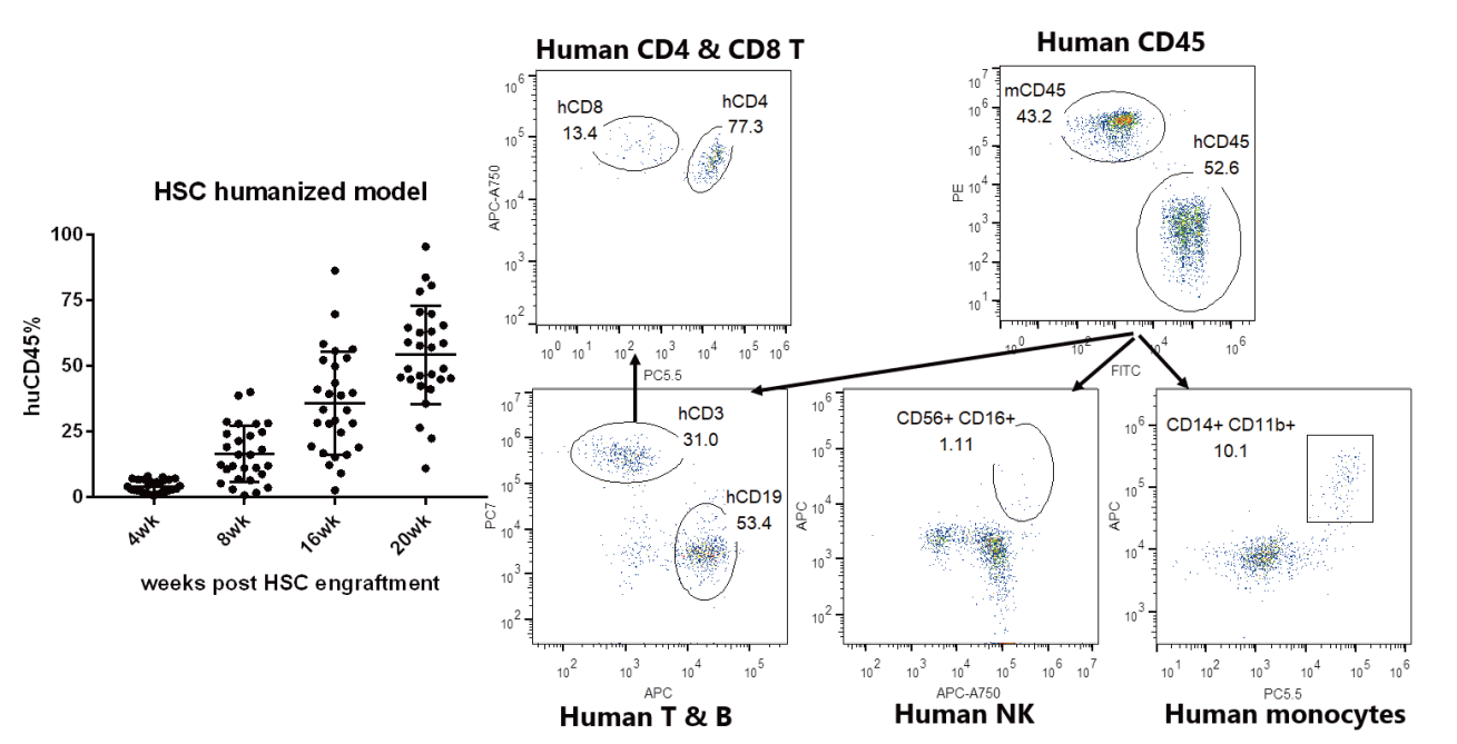 Rily Bioscience - PBMC和HSC人源化动物模型构建专家
